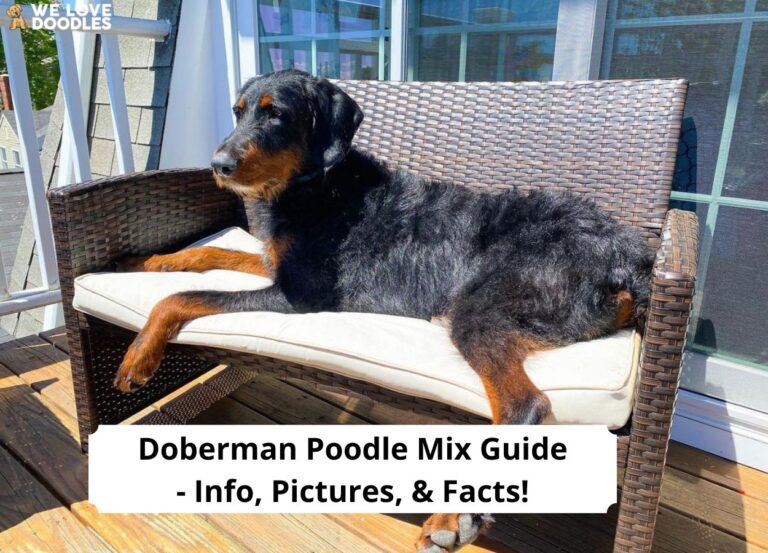 A Complete Guide to the Doberman Poodle Mix! (2023) - We Love Doodles