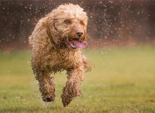 A Complete Guide to the Doberman Poodle Mix! (2023) - We Love Doodles