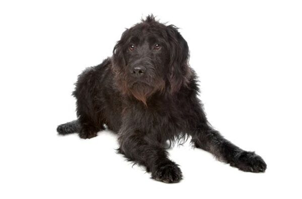A Complete Guide to the Doberman Poodle Mix! (2023) - We Love Doodles