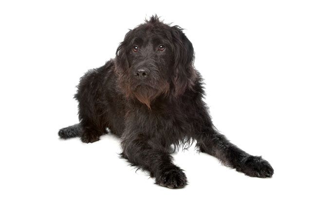 A Complete Guide to the Doberman Poodle Mix! (2023) - We Love Doodles
