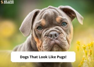 15 Dogs That Look Like Pugs (With Pictures)! - We Love Doodles