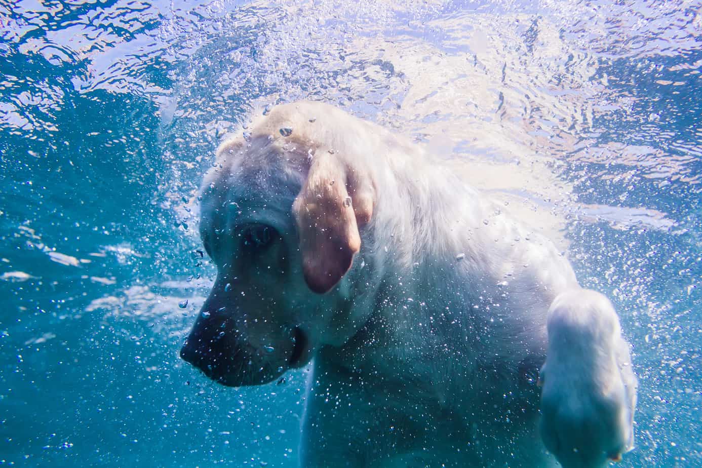 Do Dogs Open Their Eyes Underwater? - We Love Doodles