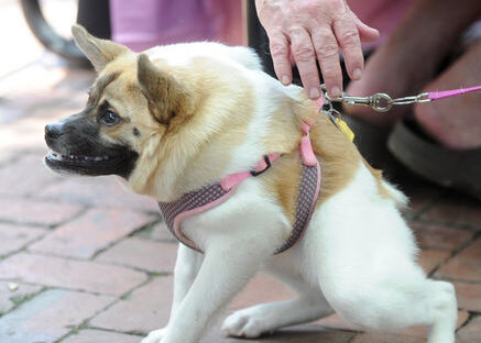 9 Dogs That Look Like a Frog (With Pictures)! - We Love Doodles