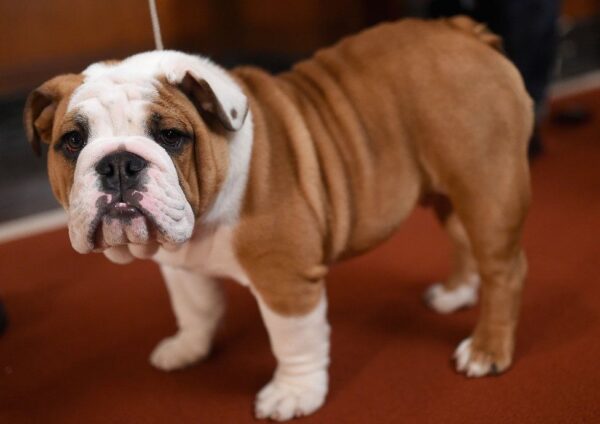 The English Boodle: English Bulldog Poodle Mix! - We Love Doodles