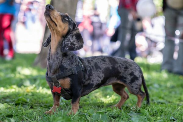 All About the Dachshund Poodle Mix (Doxiepoo)! - We Love Doodles