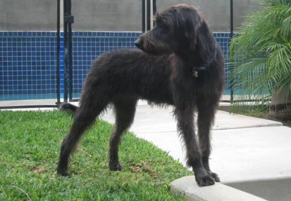 A Complete Guide to the Doberman Poodle Mix! (2023) - We Love Doodles