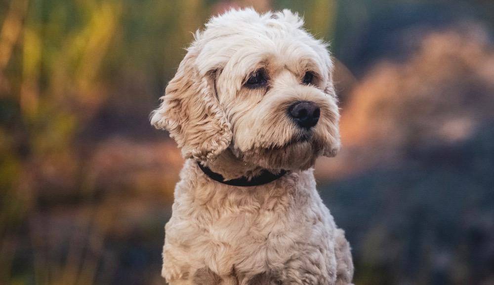 Goldendoodle Neck Size - Choose the Right Collar Size! - We Love Doodles