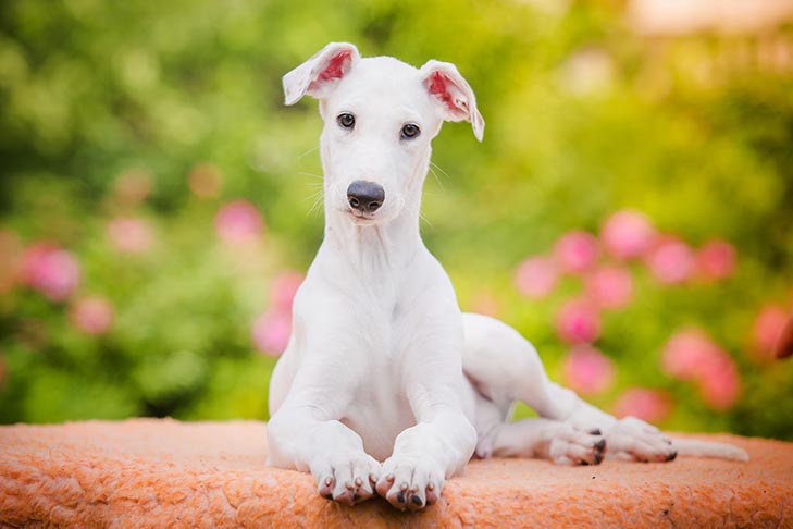 13 Skinny Dog Breeds With Pictures! (2023) - We Love Doodles