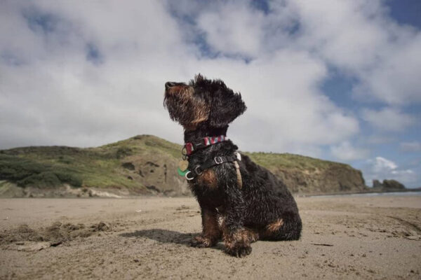 All About the Dachshund Poodle Mix (Doxiepoo)! - We Love Doodles