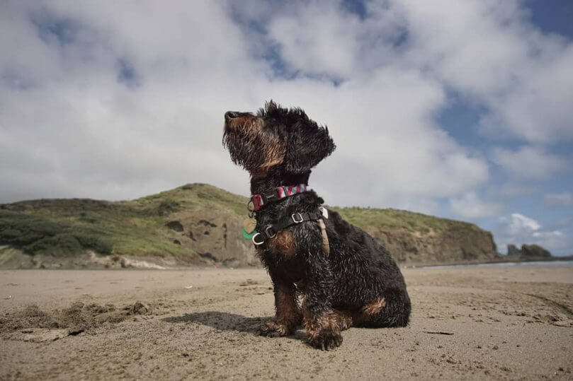 All About the Dachshund Poodle Mix (Doxiepoo)! - We Love Doodles