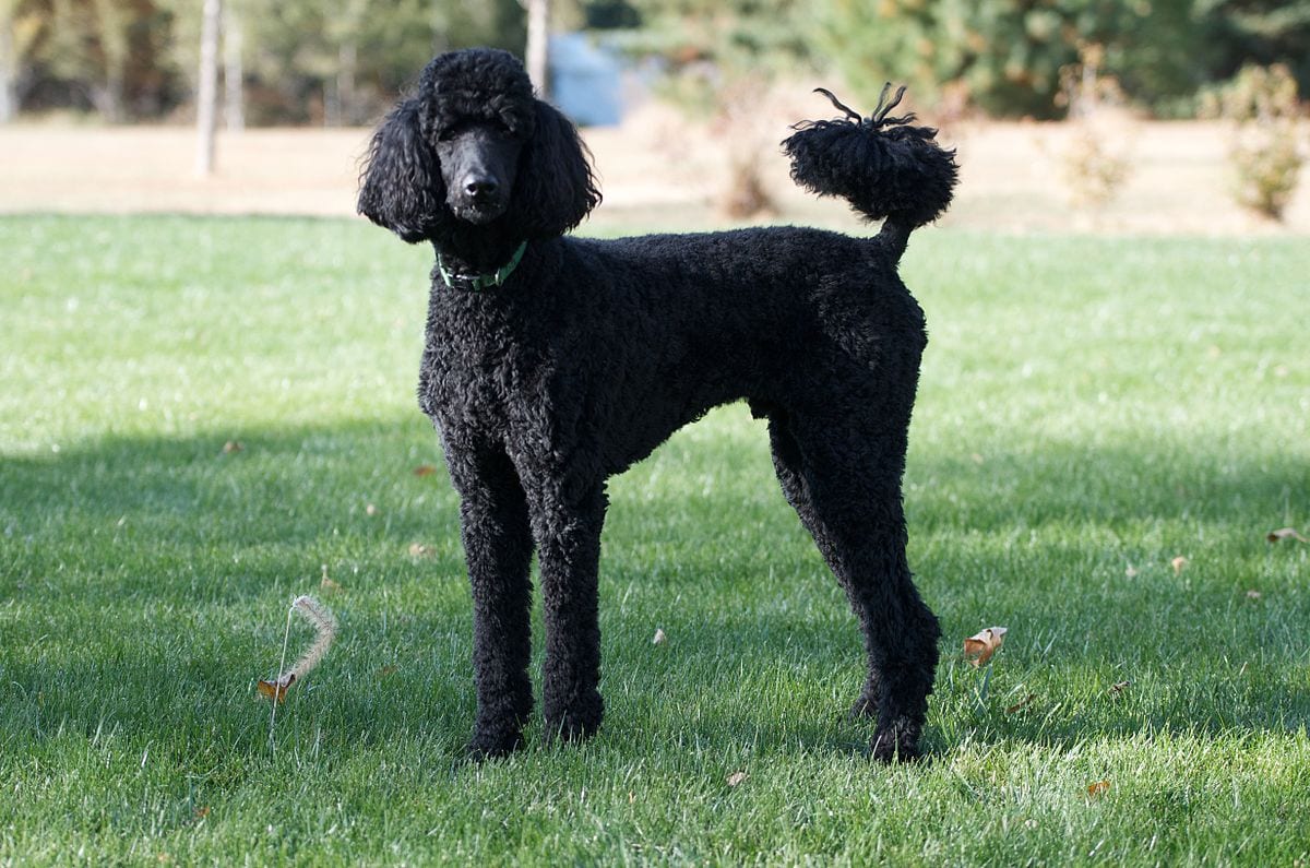 All About the Dachshund Poodle Mix (Doxiepoo)! - We Love Doodles