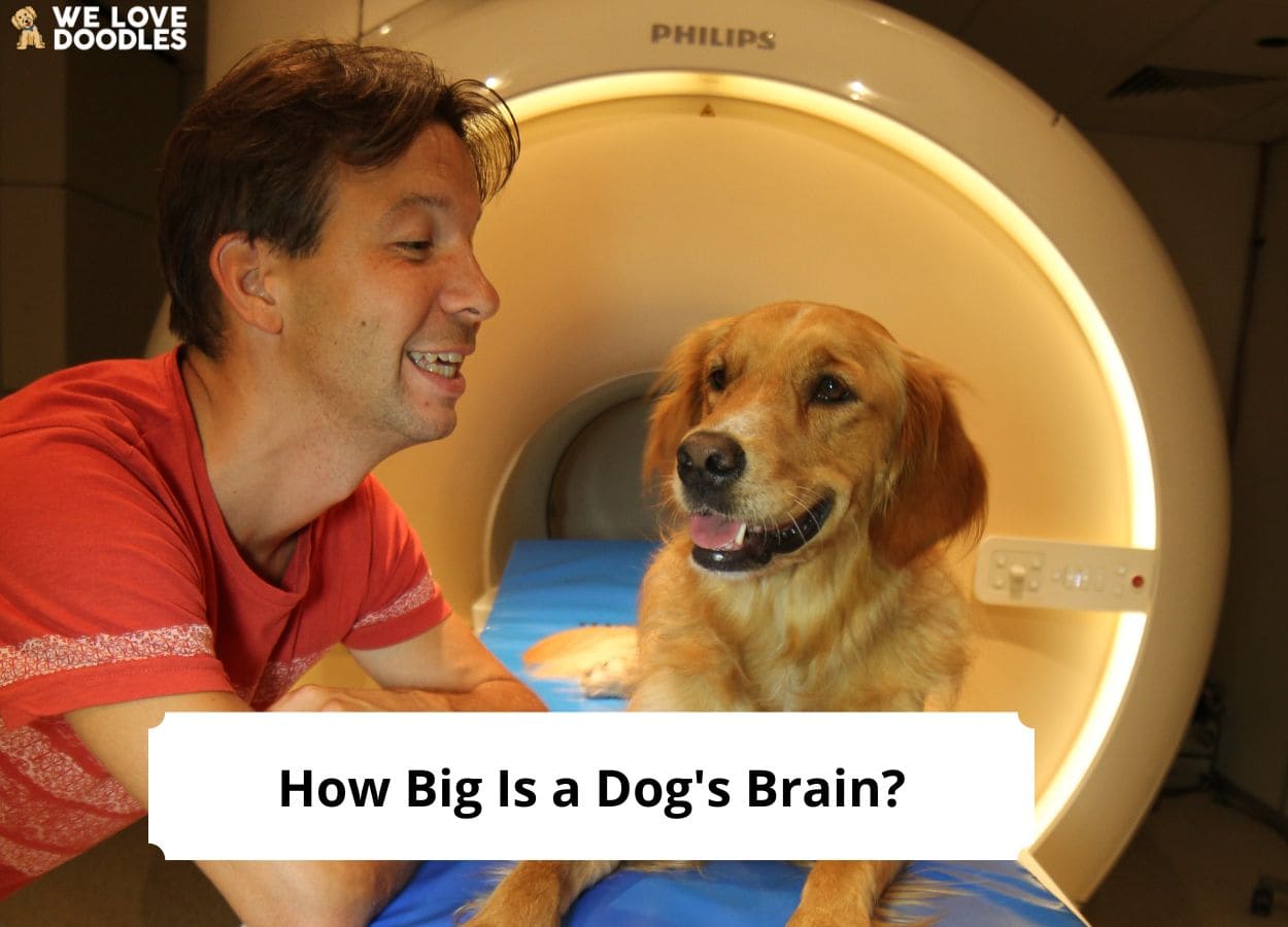 How Big Is a Dog’s Brain?