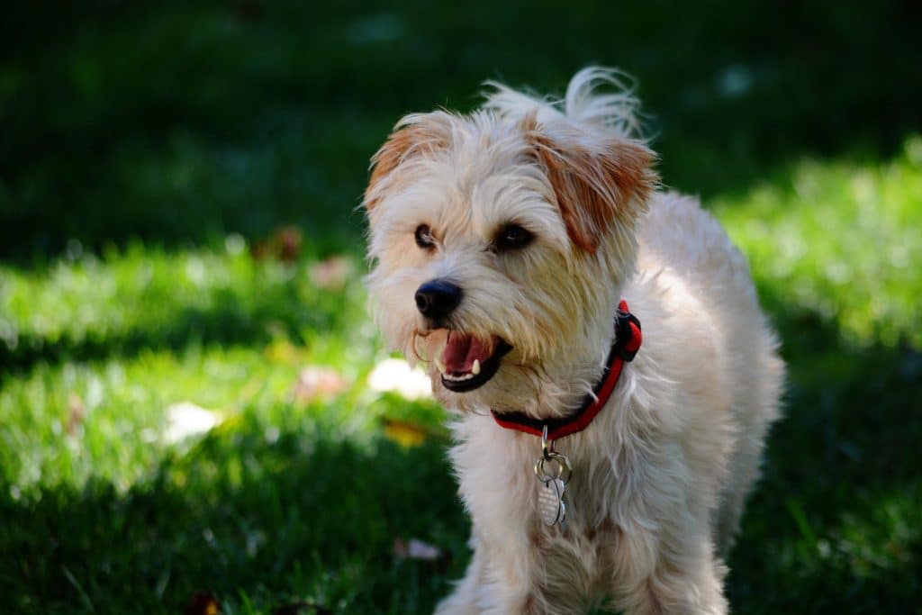 Yorkie Poo Price Guide: What To Expect From a Breeder! - We Love Doodles