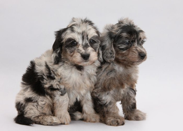 All About the Dachshund Poodle Mix (Doxiepoo)! - We Love Doodles