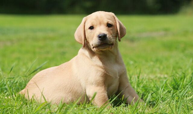 How Much To Feed a Lab Puppy? Quantities, Schedules, and More! - We ...