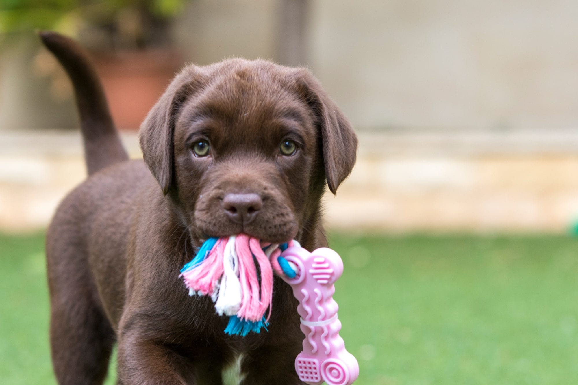 80 Worst Dog Names (That Are Terribly Inappropriate)! - We Love Doodles