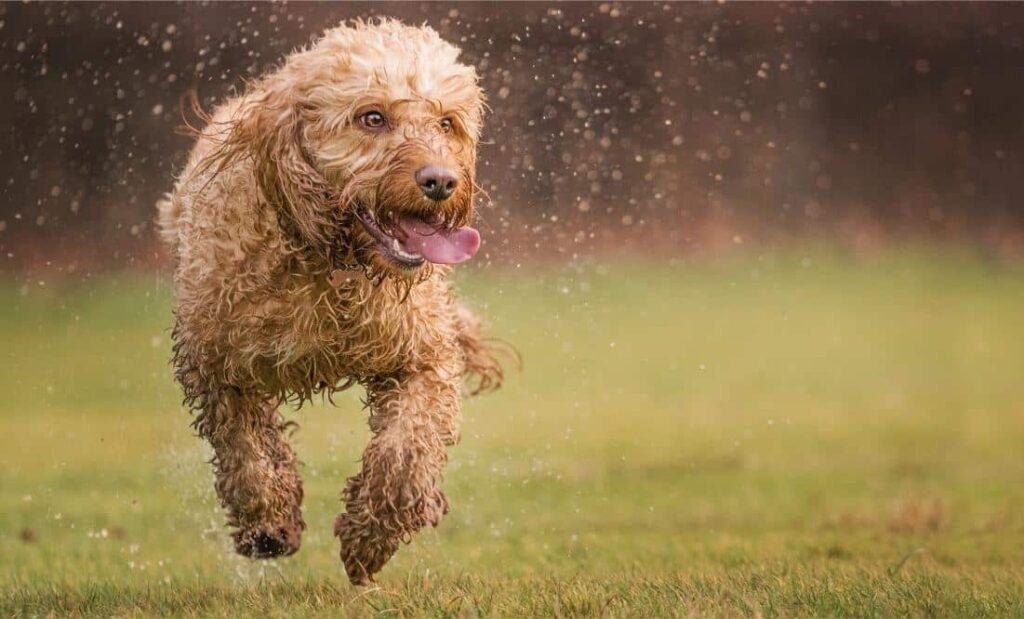 All About the Dachshund Poodle Mix (Doxiepoo)! - We Love Doodles