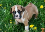The English Boodle: English Bulldog Poodle Mix! - We Love Doodles