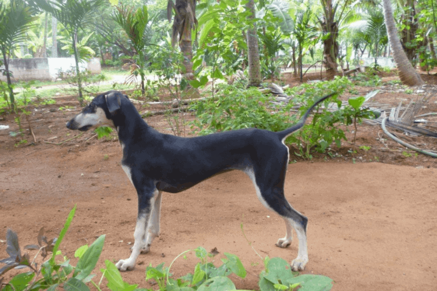 13 Skinny Dog Breeds With Pictures! (2023) - We Love Doodles