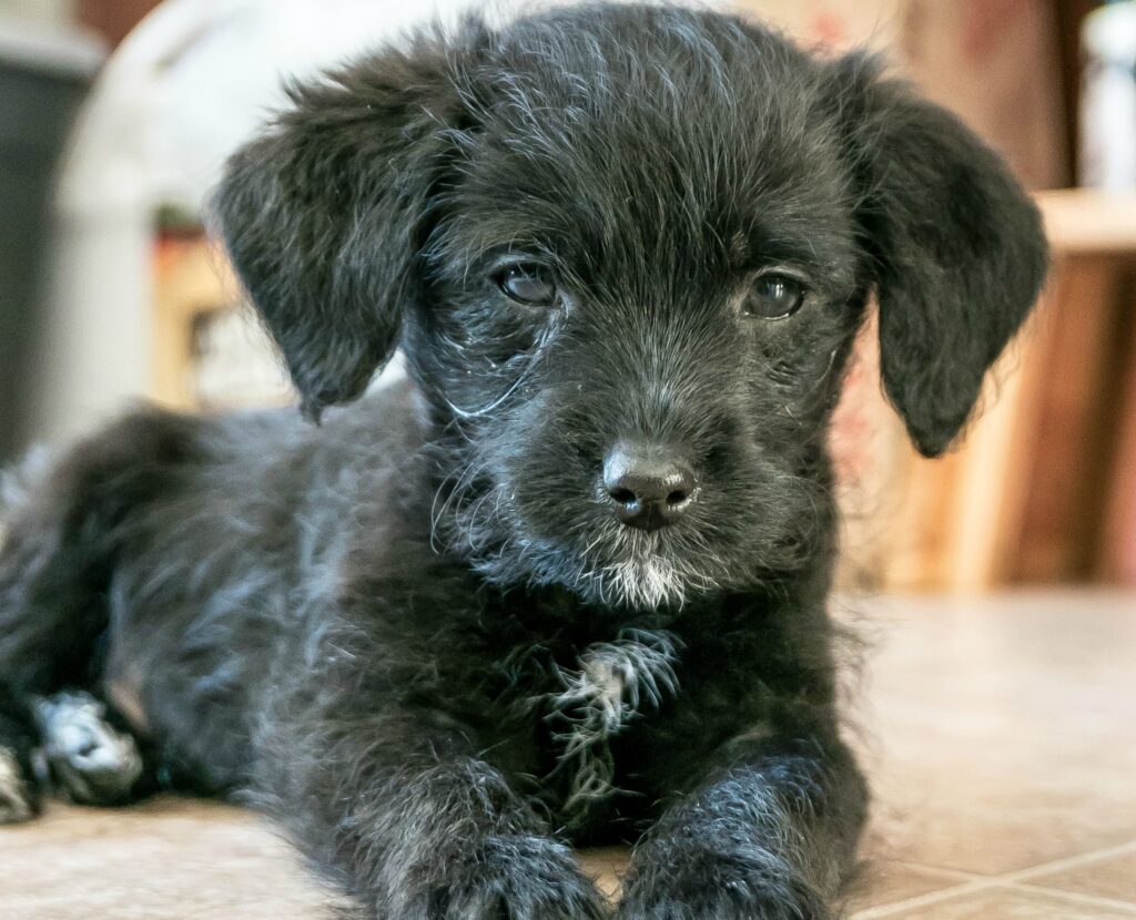 A Complete Guide to the Doberman Poodle Mix! (2023) - We Love Doodles