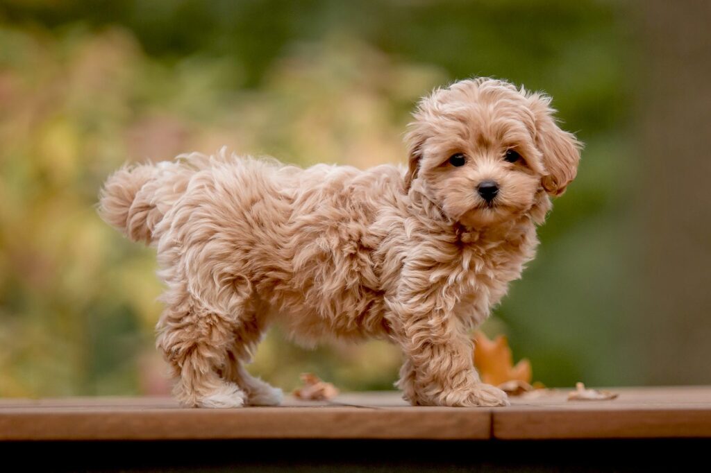 13 Most Popular Small Poodle Mixes - With Pictures! (2023) - We Love ...