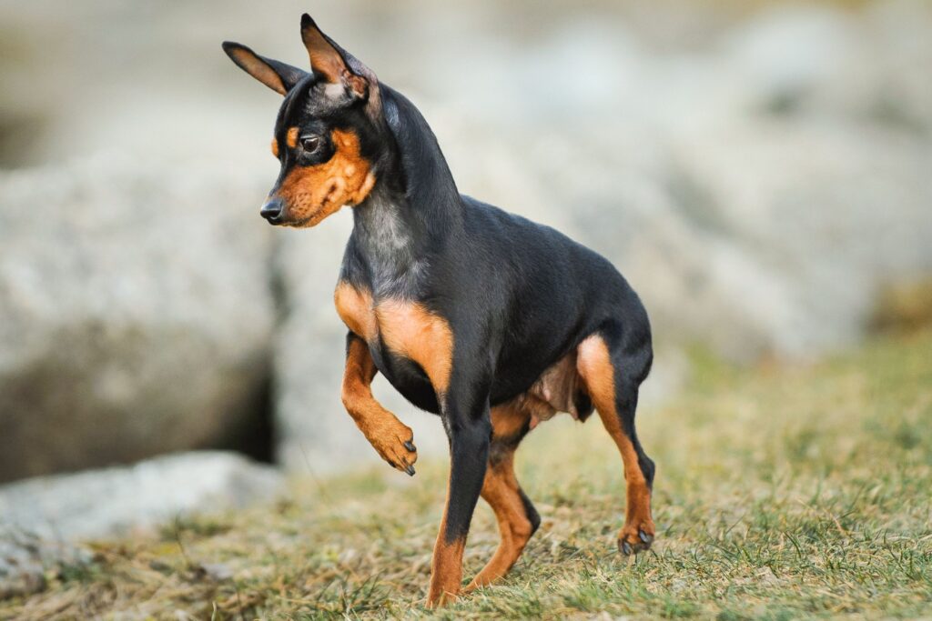 Most Popular Small Black And Brown Dog Breeds – With Pictures! (2024 ...