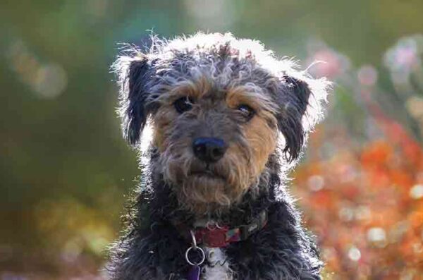 Most Common Yorkie Poo Colors! (2024) - We Love Doodles