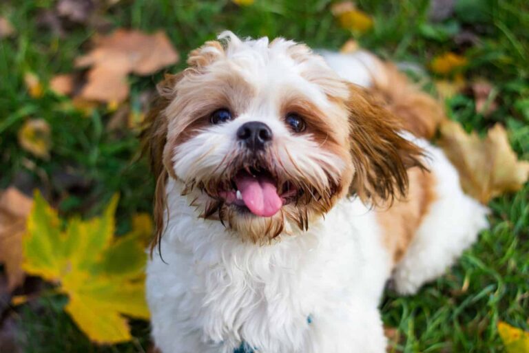 6 Best Shih Tzu Rescues in North Carolina!