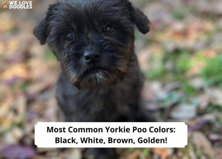 Most Common Yorkie Poo Colors! (2024) - We Love Doodles