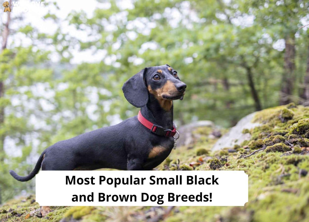 Black And Brown Puppies Breed
