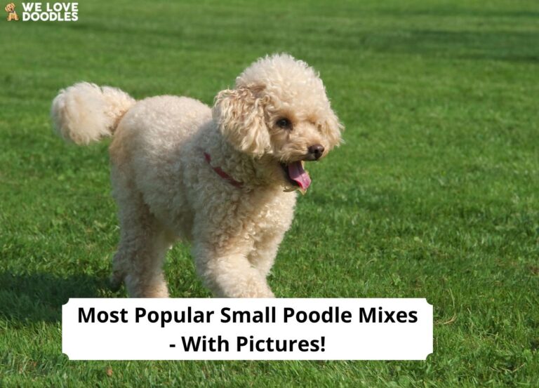 13 Most Popular Small Poodle Mixes - With Pictures! (2023) - We Love ...