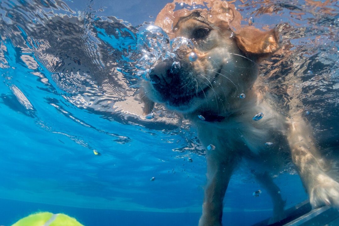 Do Dogs Open Their Eyes Underwater? - We Love Doodles