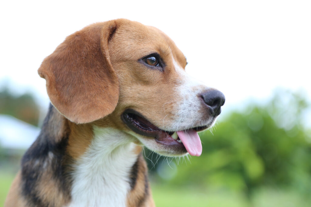 Beagle Poodle Mix (Poogle)- What You Need To Know! - We Love Doodles