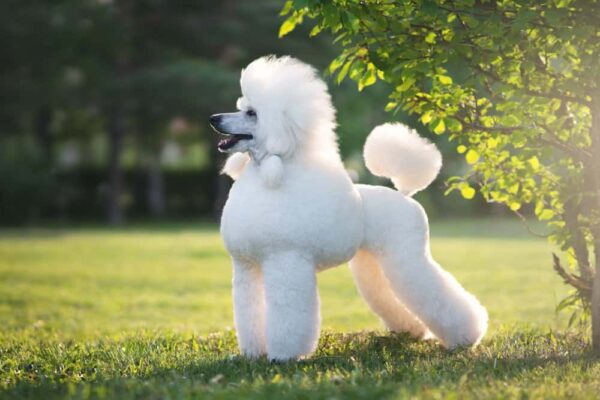 7 Dogs That Look Like a Mop (With Pictures)!