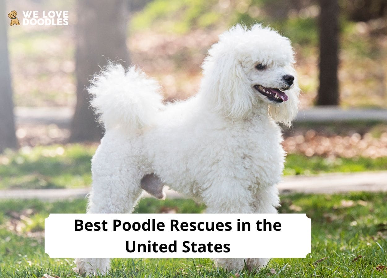 11 Best Poodle Rescues in the United States! (2023) - We Love Doodles