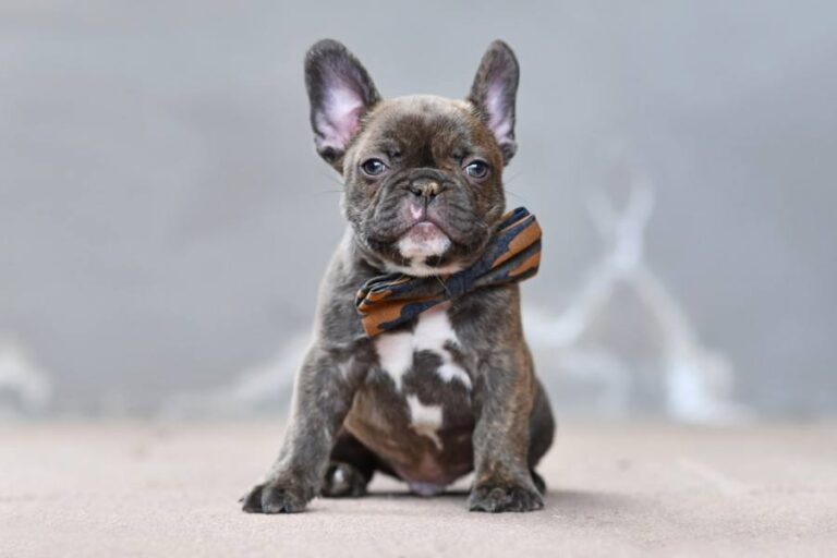 French Bulldog Poodle Mix: What You Need To Know!