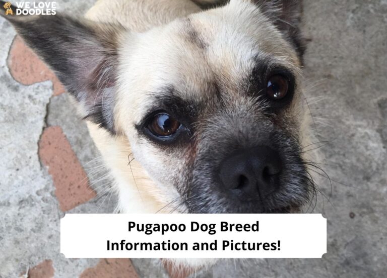 Pugapoo Dog Breed: Information and Pictures!