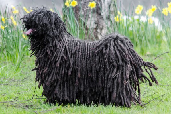 7 Dogs That Look Like a Mop (With Pictures)!