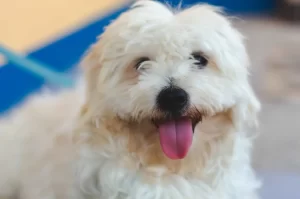 10 Best Maltese Rescues in the United States! (2023) - We Love Doodles