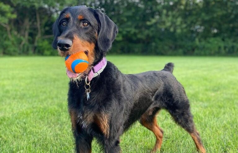 A Complete Guide to the Doberman Poodle Mix! (2023) - We Love Doodles