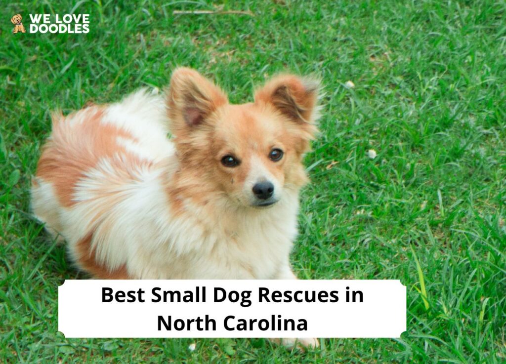 8 Best Small Dog Rescues in North Carolina!