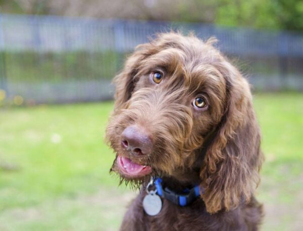 A Complete Guide to the Doberman Poodle Mix! (2023) - We Love Doodles