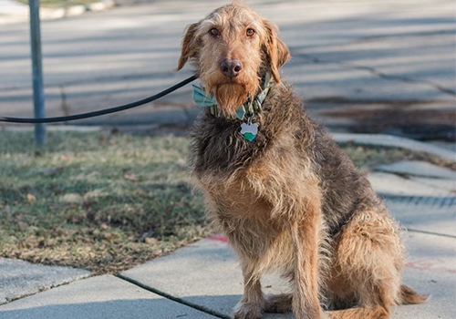 A Complete Guide to the Doberman Poodle Mix! (2023) - We Love Doodles