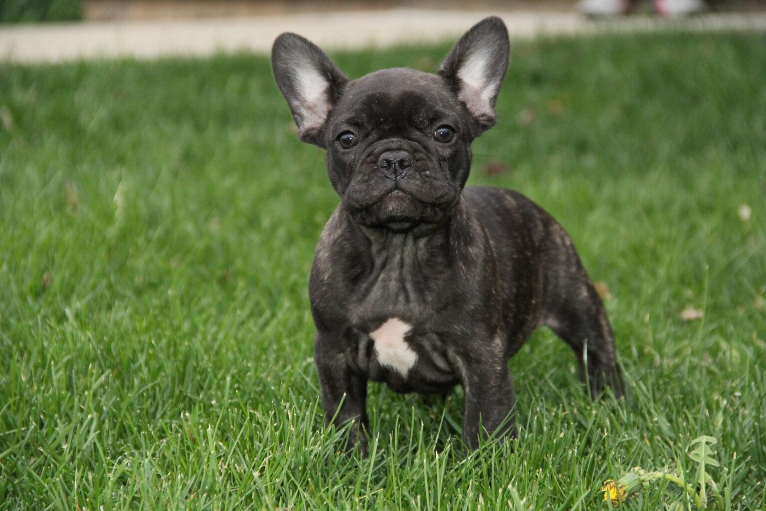French Bulldog Poodle Mix: What You Need To Know!
