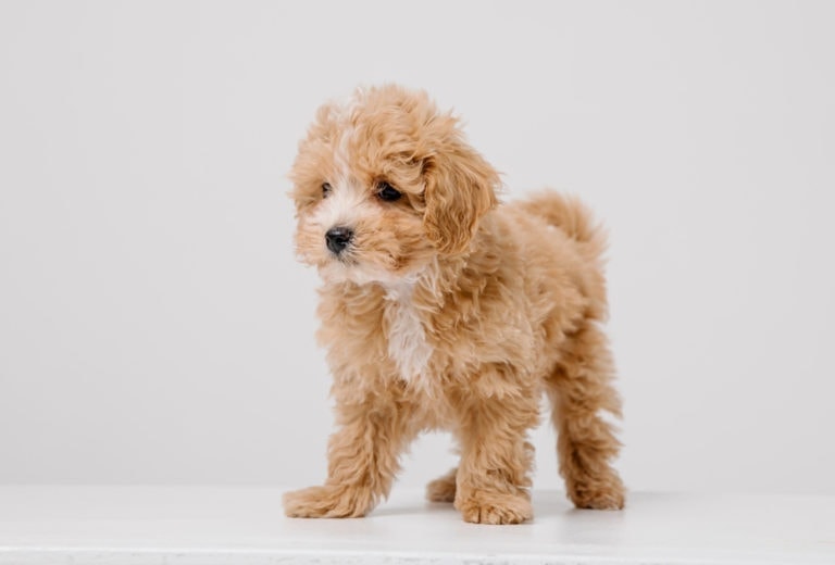 Pomeranian Poodle Mix - A Complete Guide! (2024) - We Love Doodles