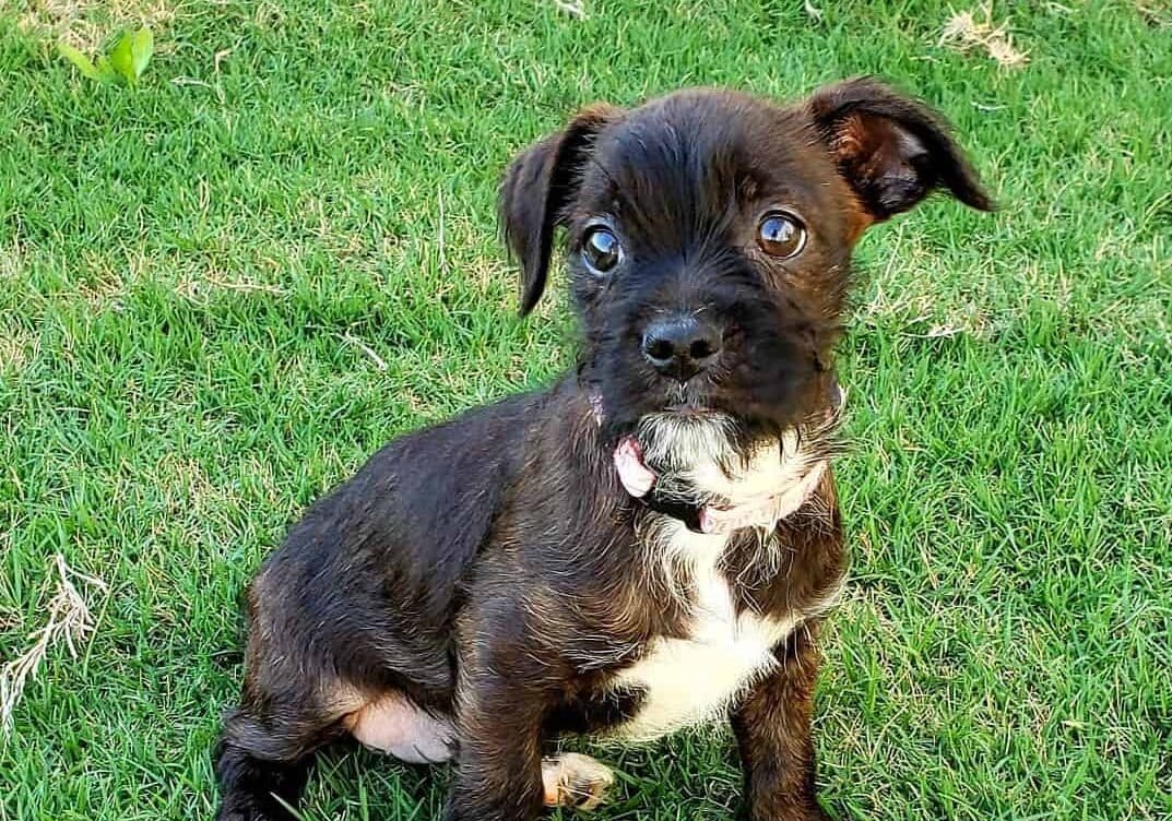 Boston Terrier Poodle Mix - A Complete Guide! (2023) - We Love Doodles