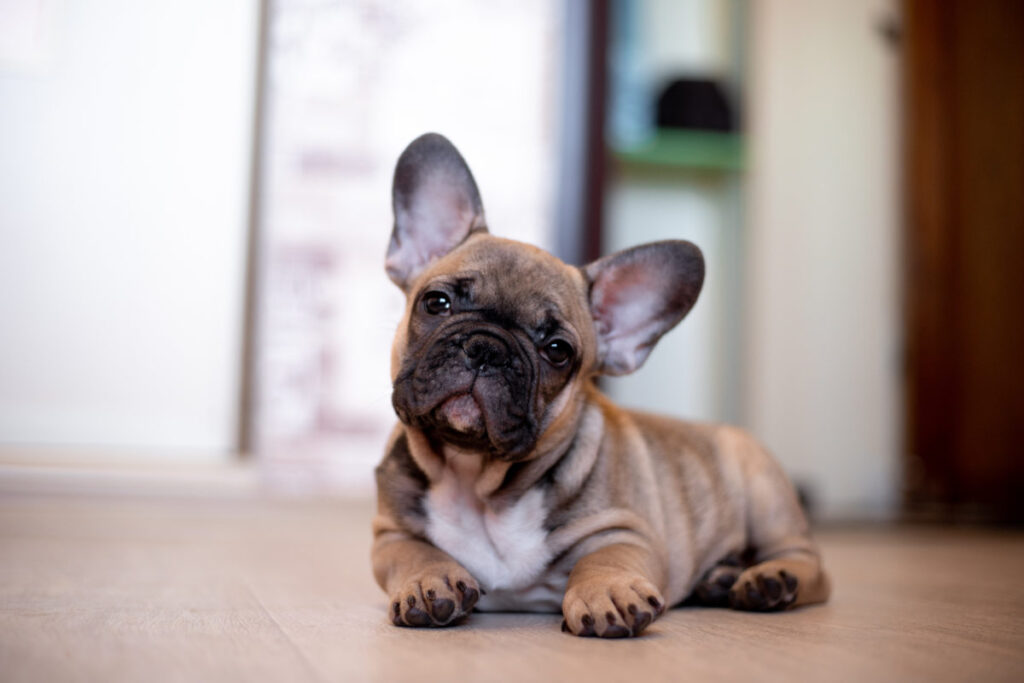 French Bulldog Poodle Mix: What You Need To Know!