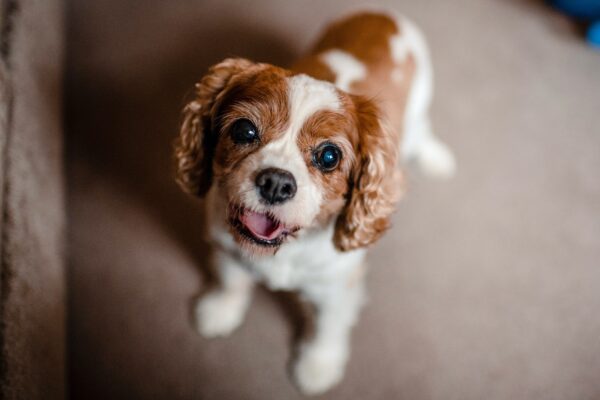 80 Worst Dog Names (That Are Terribly Inappropriate)! - We Love Doodles