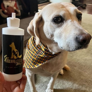 6 Best Dog Shampoos for Smelly Dogs! - We Love Doodles