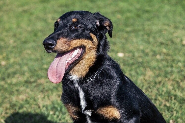 A Complete Guide to the Doberman Poodle Mix! (2023) - We Love Doodles